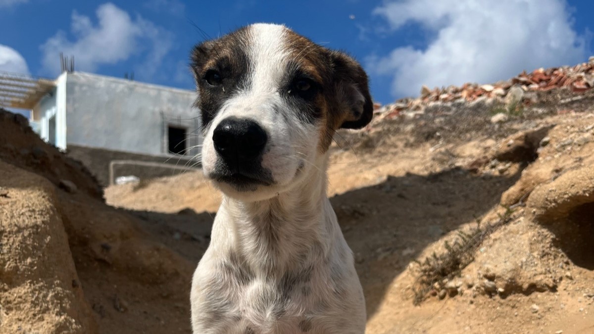 Look, But Do Not Touch: Adore Stray Animals From a Distance!