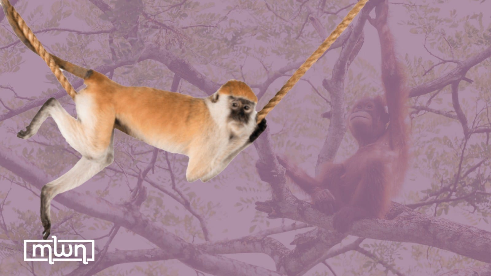 Monkey Branching: The Toxic Dating Trend That’s Sabotaging Relationships