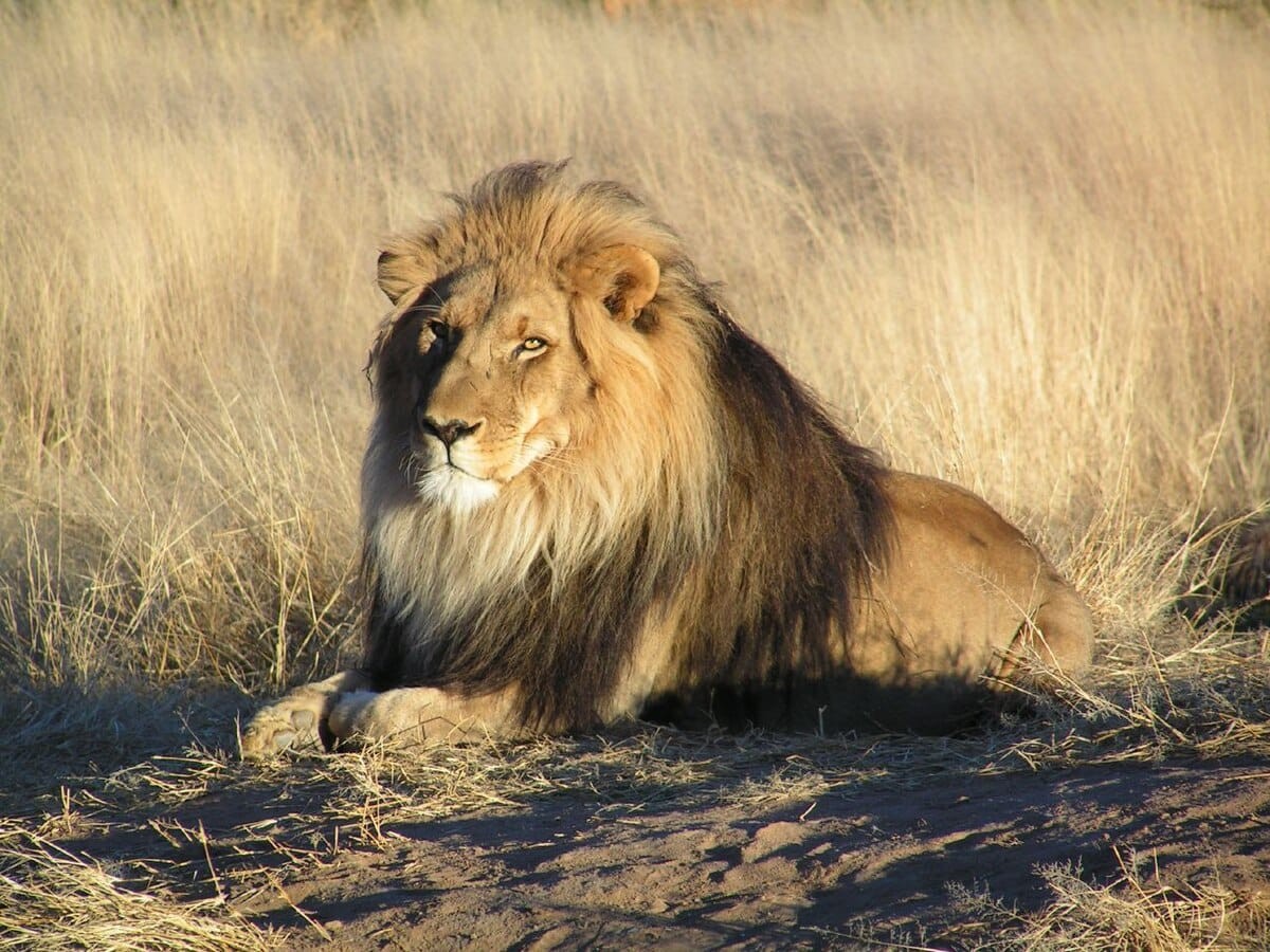 Moroccan Agency Dispels Controversy Surrounding Atlas Lion Sighting