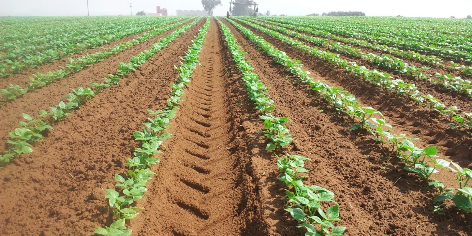 Moroccan Agriculture Breathes Sigh of Relief After Recent Rains