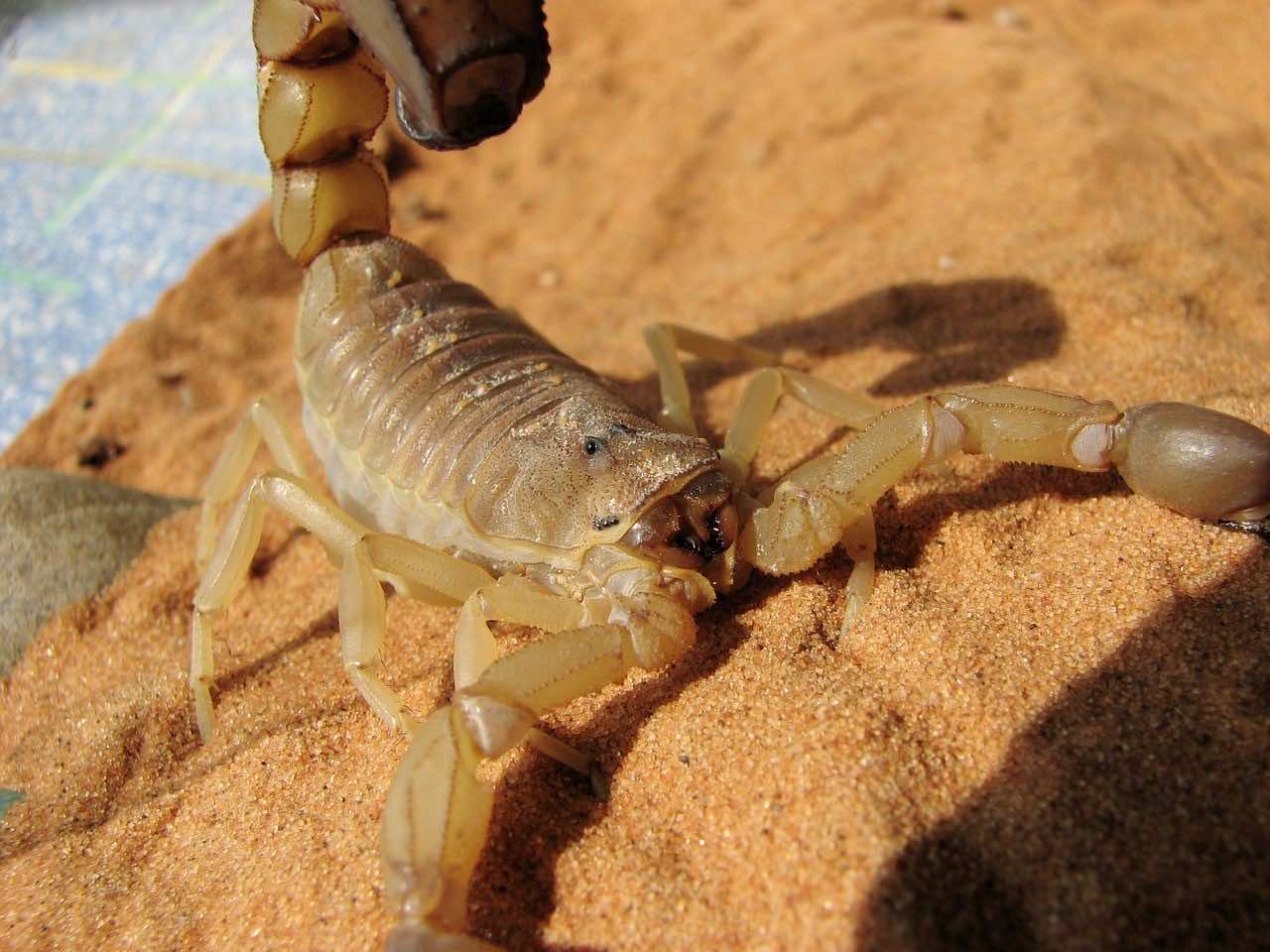 Moroccan Scientists Patent ‘Ves4’ Robot That Extracts Scorpion Venom