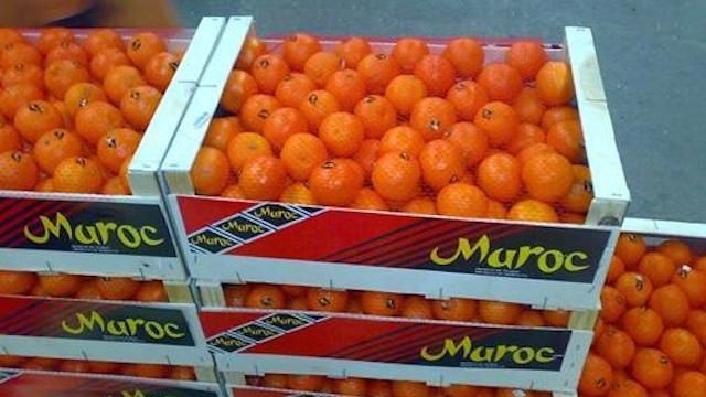 Morocco Gains Access to Brazilian Market for Citrus Exports