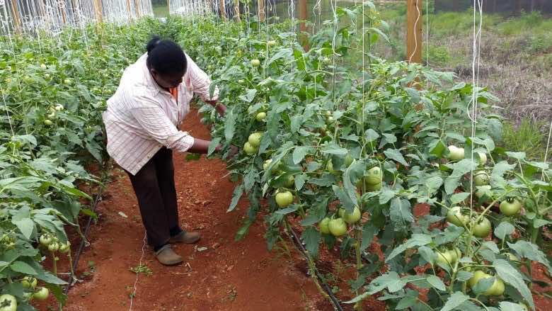 Morocco Gifts 1,200 Metric Tons of Fertilizer to Jamaica Amid Crisis