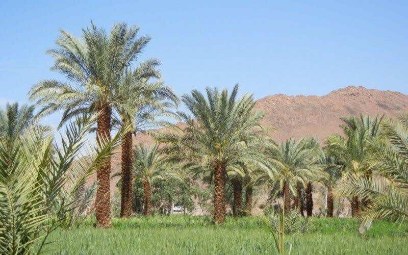 Morocco Plans to Plant 5 Million Date Palm Trees by 2030
