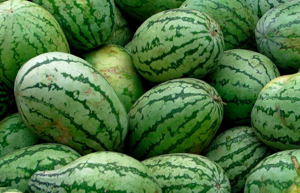Morocco Remains Major Watermelon Exporter to EU Despite Drought