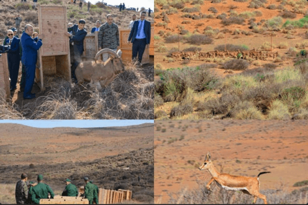 Morocco Revives the Desert with Gazelles and Mouflons in Jerada Province
