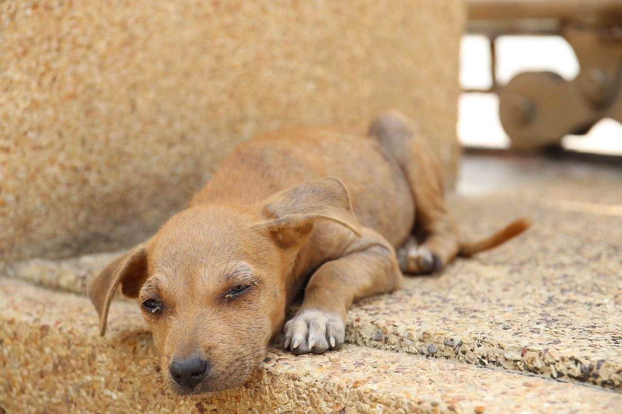 Morocco Strengthens Efforts to Address Stray Dog Population