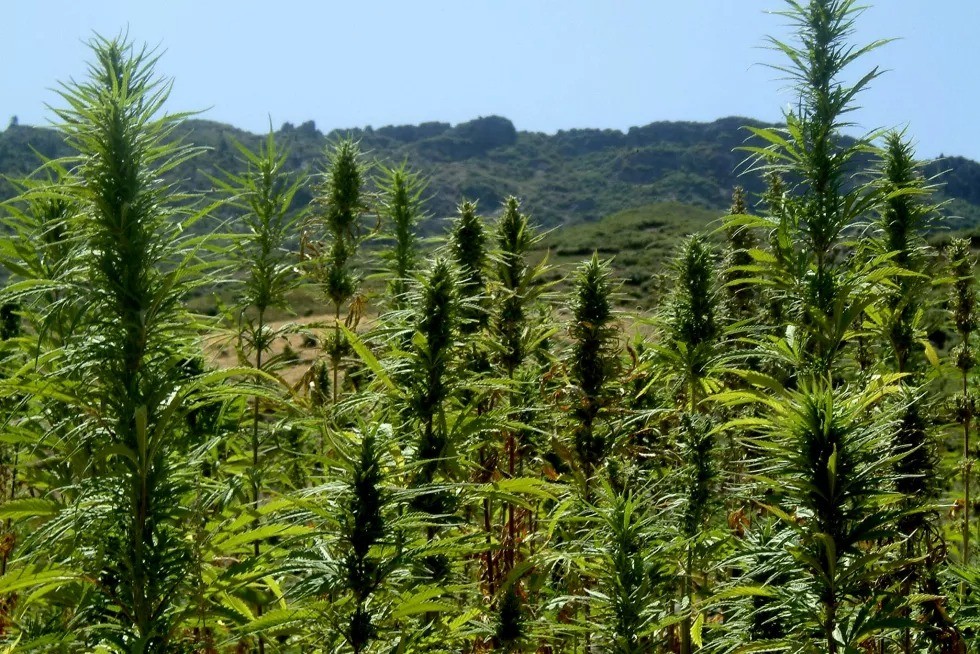 Morocco’s Inaugural Legal Cannabis Harvest Yields 294 Tonnes