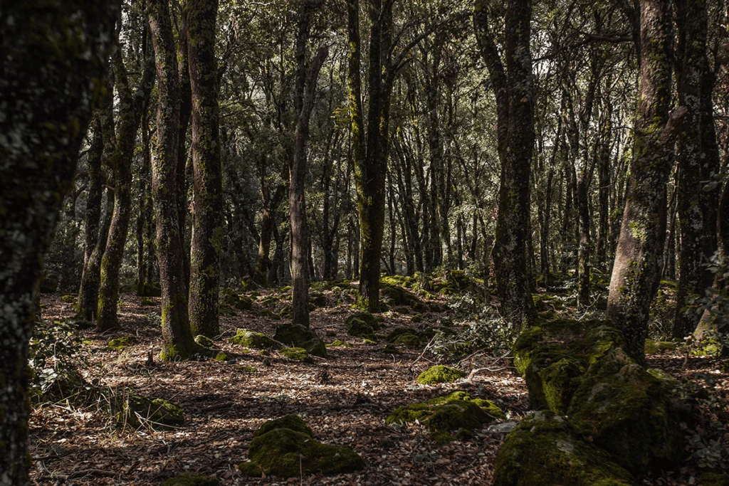 National Forest Agency Identifies High-Risk Areas for Wildfires in Morocco