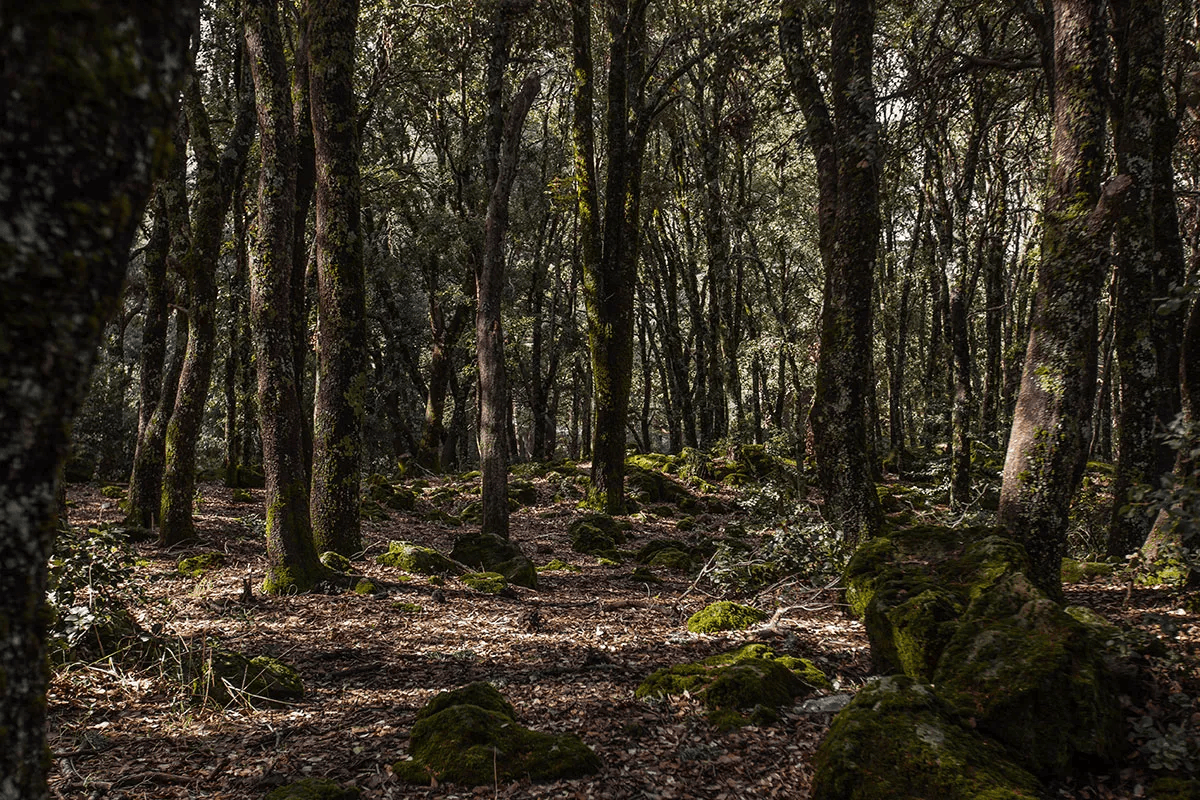 National Forest Agency Identifies High-Risk Areas for Wildfires in Morocco