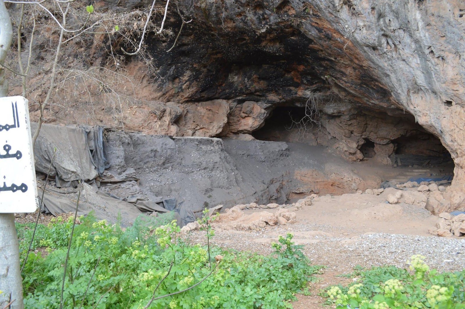 Oldest Evidence of Medicinal Plant Use Found in Morocco’s Taforalt Cave