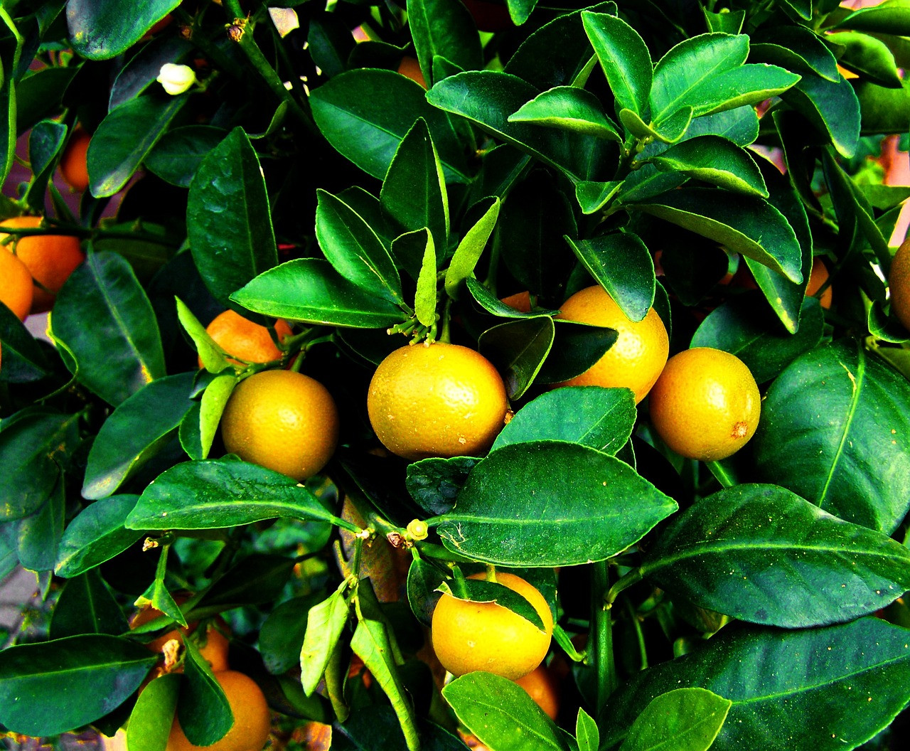 Rainfall in Morocco Arrives in Time to Revive Citrus Plant Production