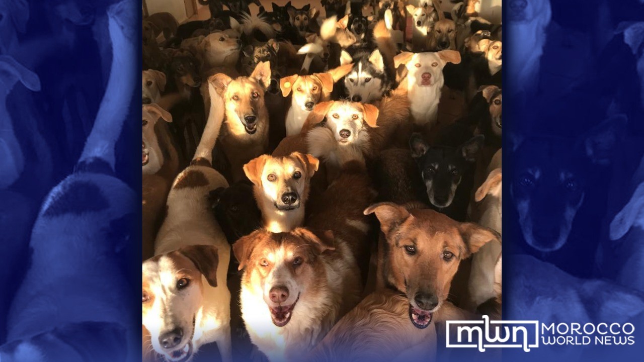 Stray Dogs Killed in Morocco Ahead of FIFA Club World Cup