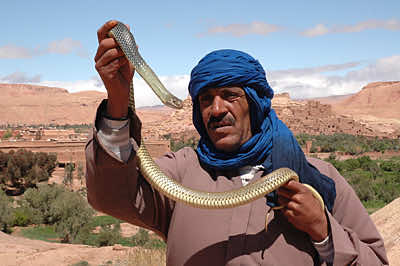 The snake fighter- short story