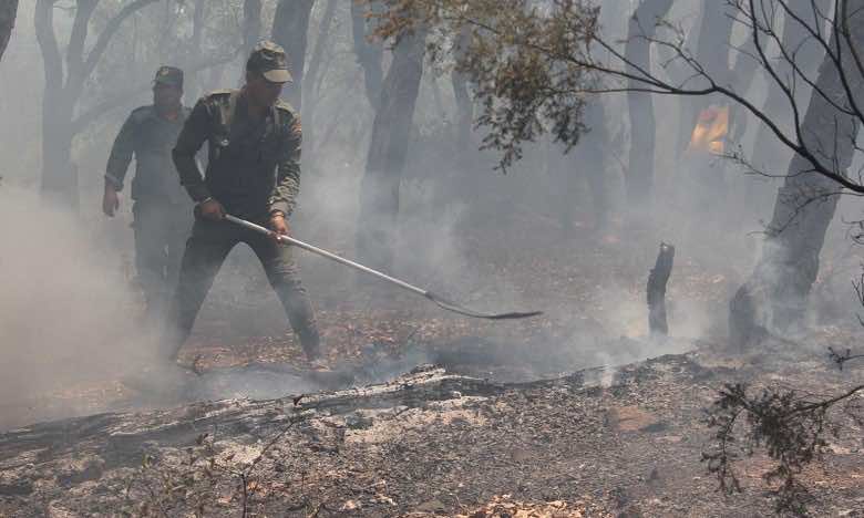 Wildfires Blister 200 Hectares in Tetouan, Northern Morocco