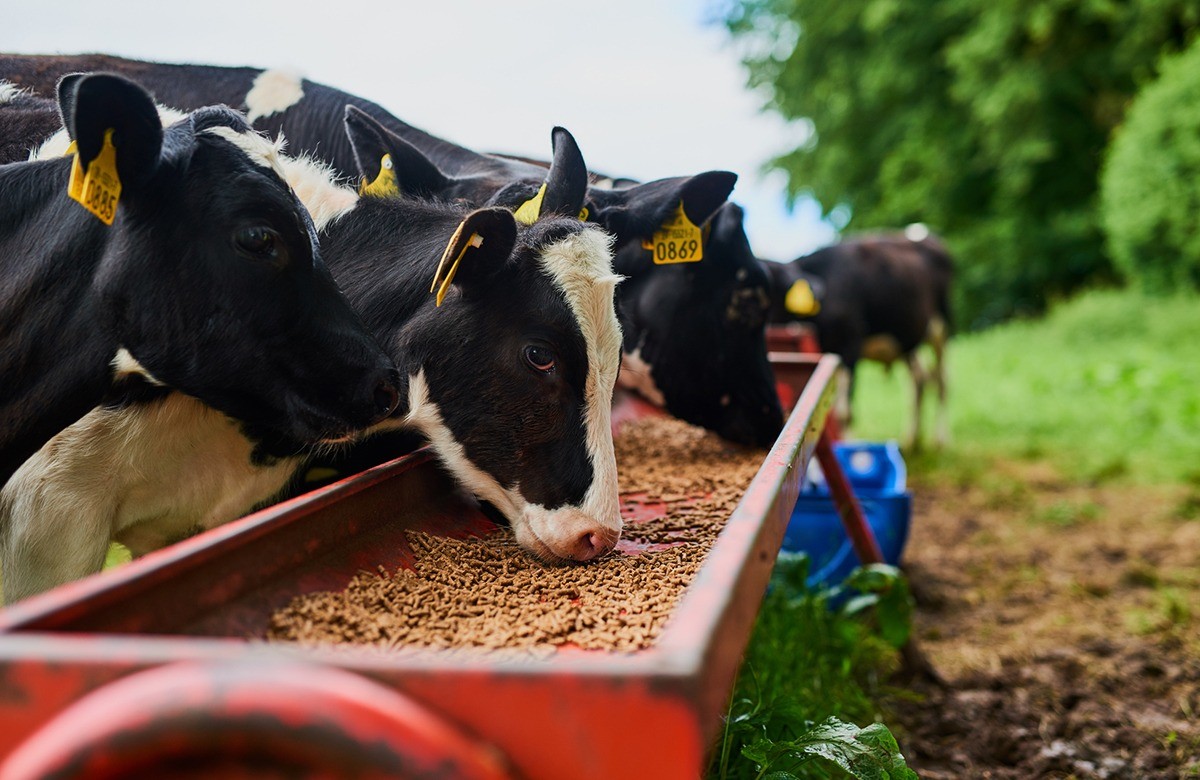 Animal Feed: OCP Group Looks to Acquire 75% Stake in Spain’s Global ...