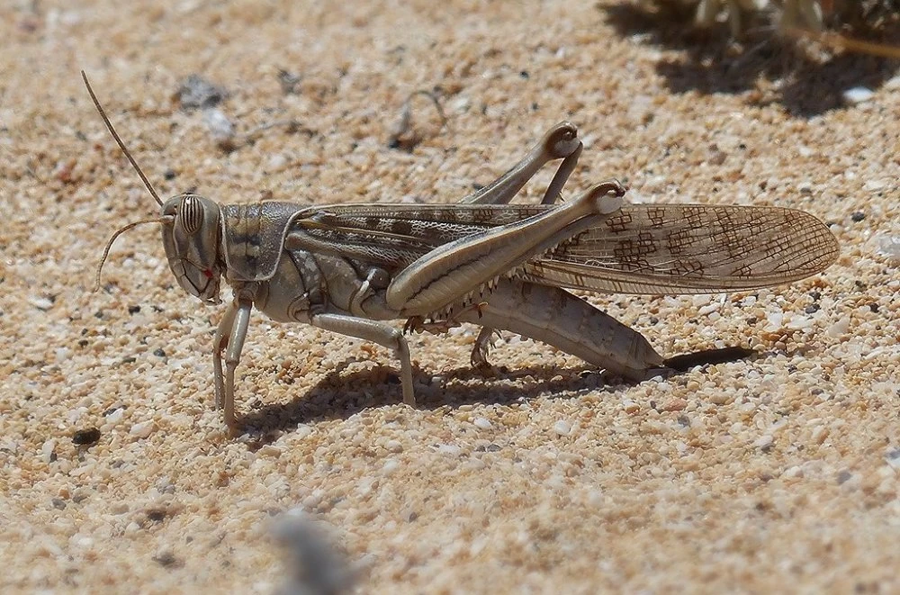 Morocco Raises Alert Level as Desert Locusts Appear in Southeast