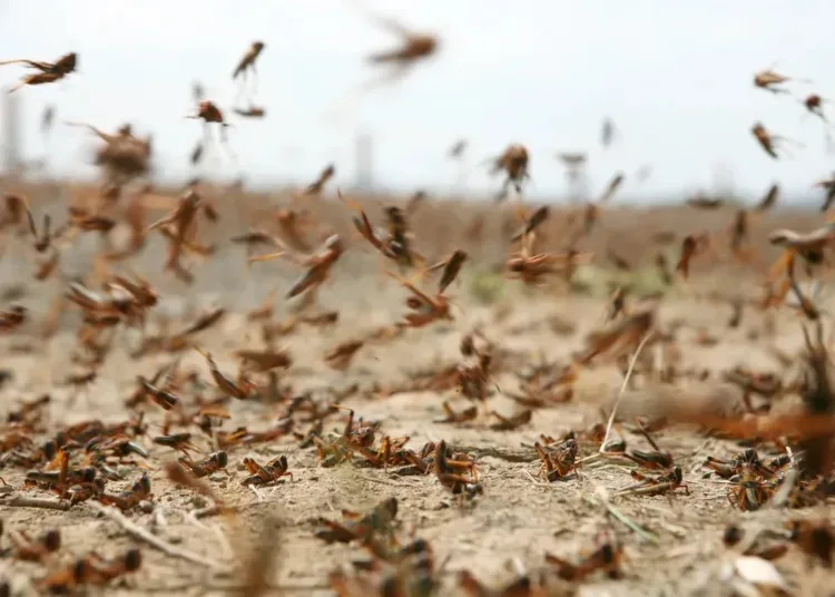 FAO Report Reveals Desert Locust Swarms in Morocco