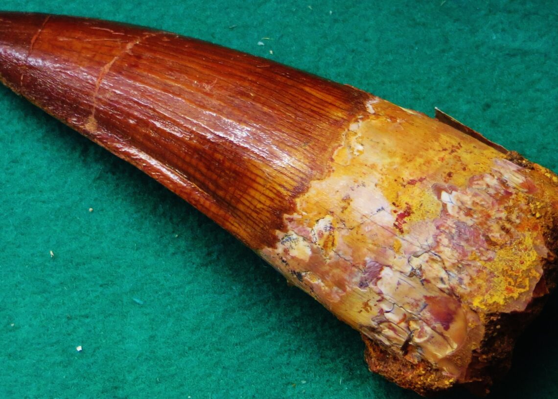 160-Million-Year-Old Dinosaur Teeth Reveal Morocco’s Oldest ...