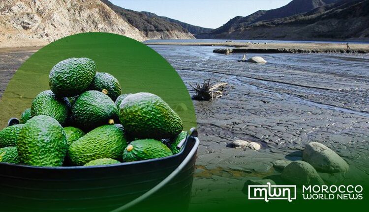 Water Stress: Morocco is Third Largest Avocado Producer in Africa