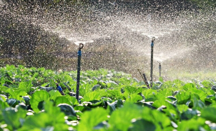 Agricultural Vision 2050: Morocco’s Plan to Strengthen Food