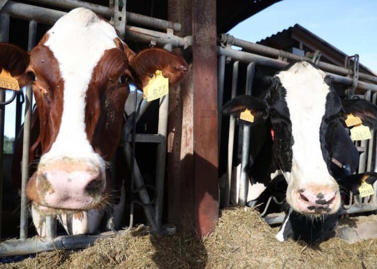 Spain Suspends Live Cattle Exports to Morocco After Nodular Dermatitis ...