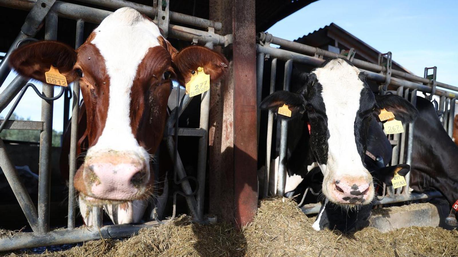 Spain Suspends Live Cattle Exports to Morocco After Nodular Dermatitis ...